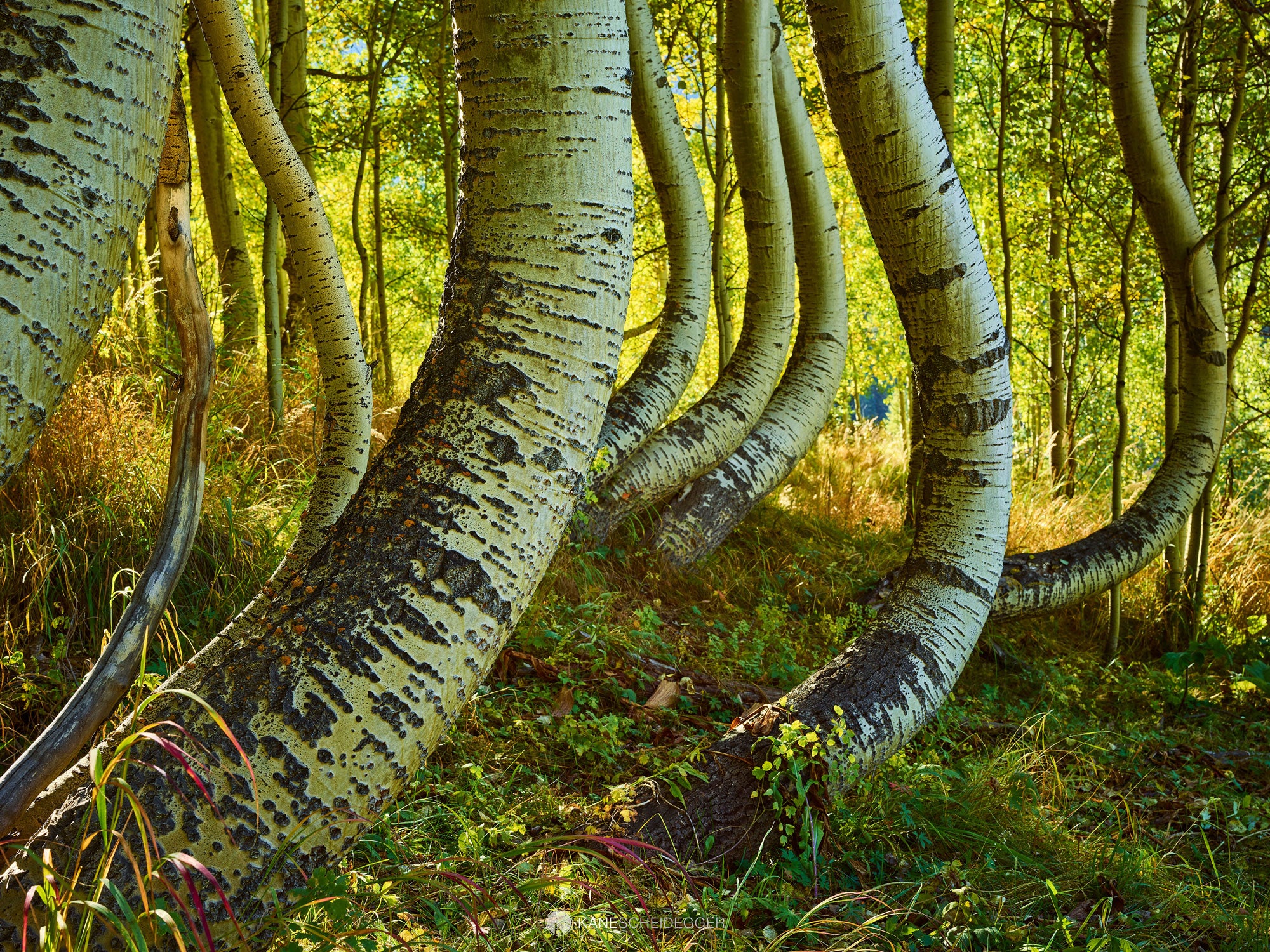 Dancing Aspens – Kane Dezign LLC