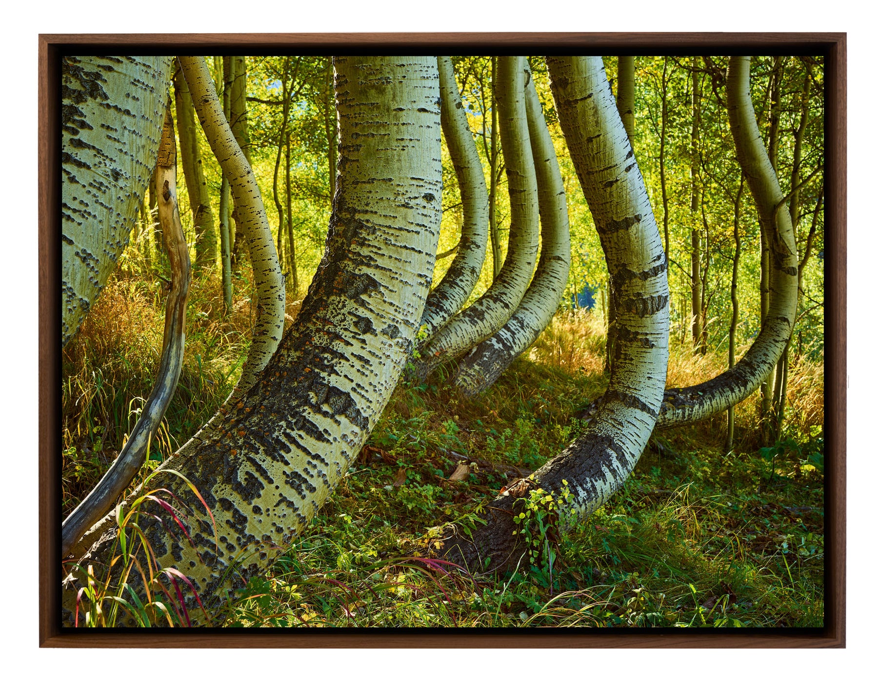 Dancing Aspens – Kane Dezign LLC