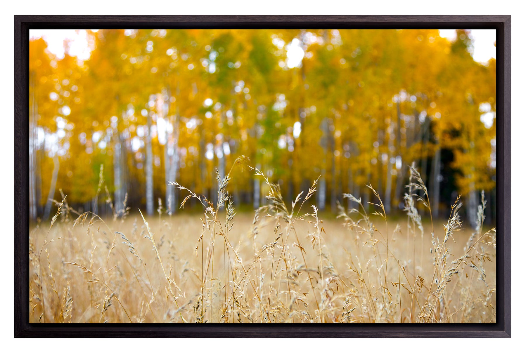 Grass Photography | Fall Meadow with Aspen Grove Near Telluride – Kane ...